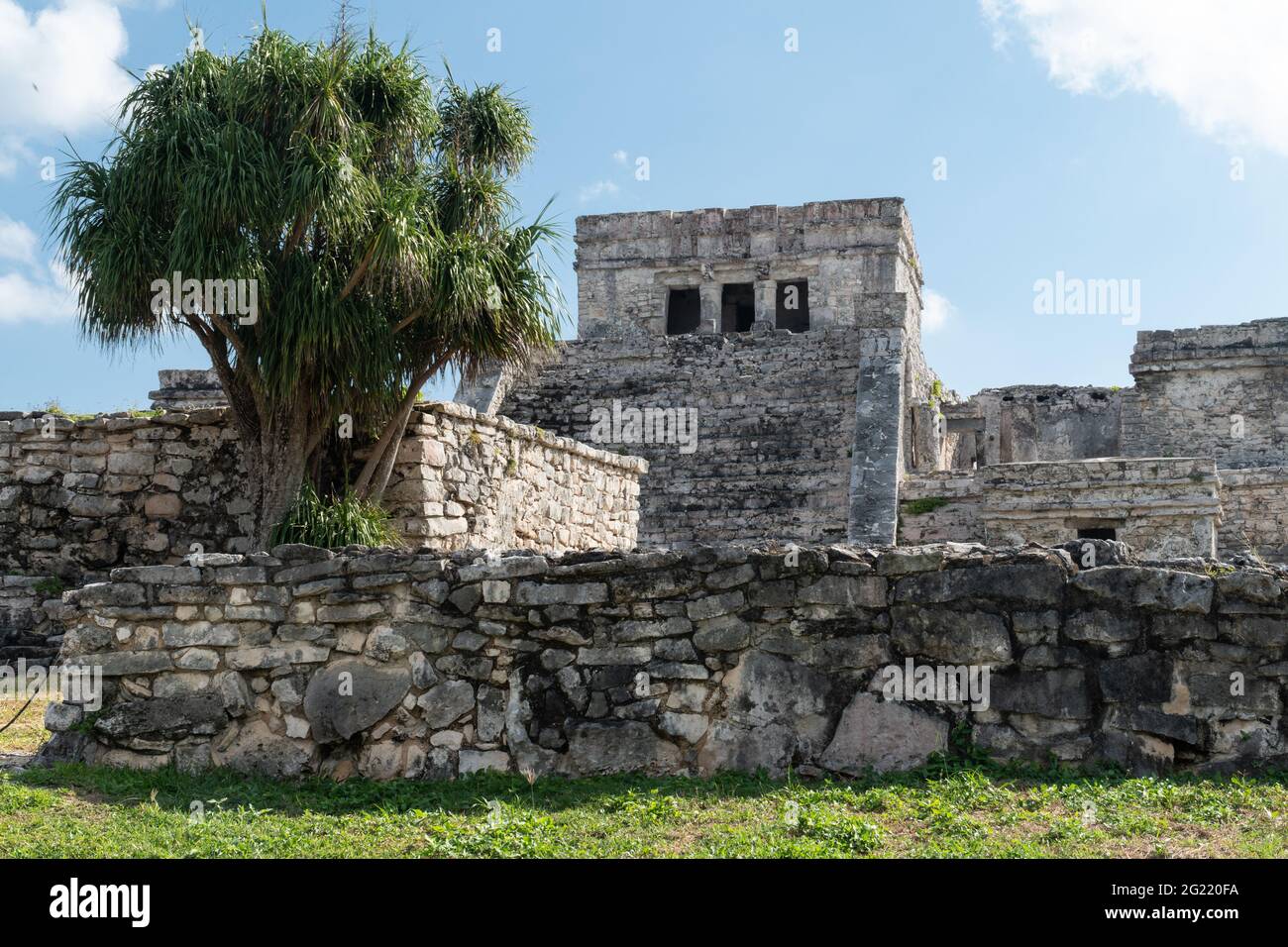 Ancient Mayan Temple ruin with tropical tree Stock Photo - Alamy