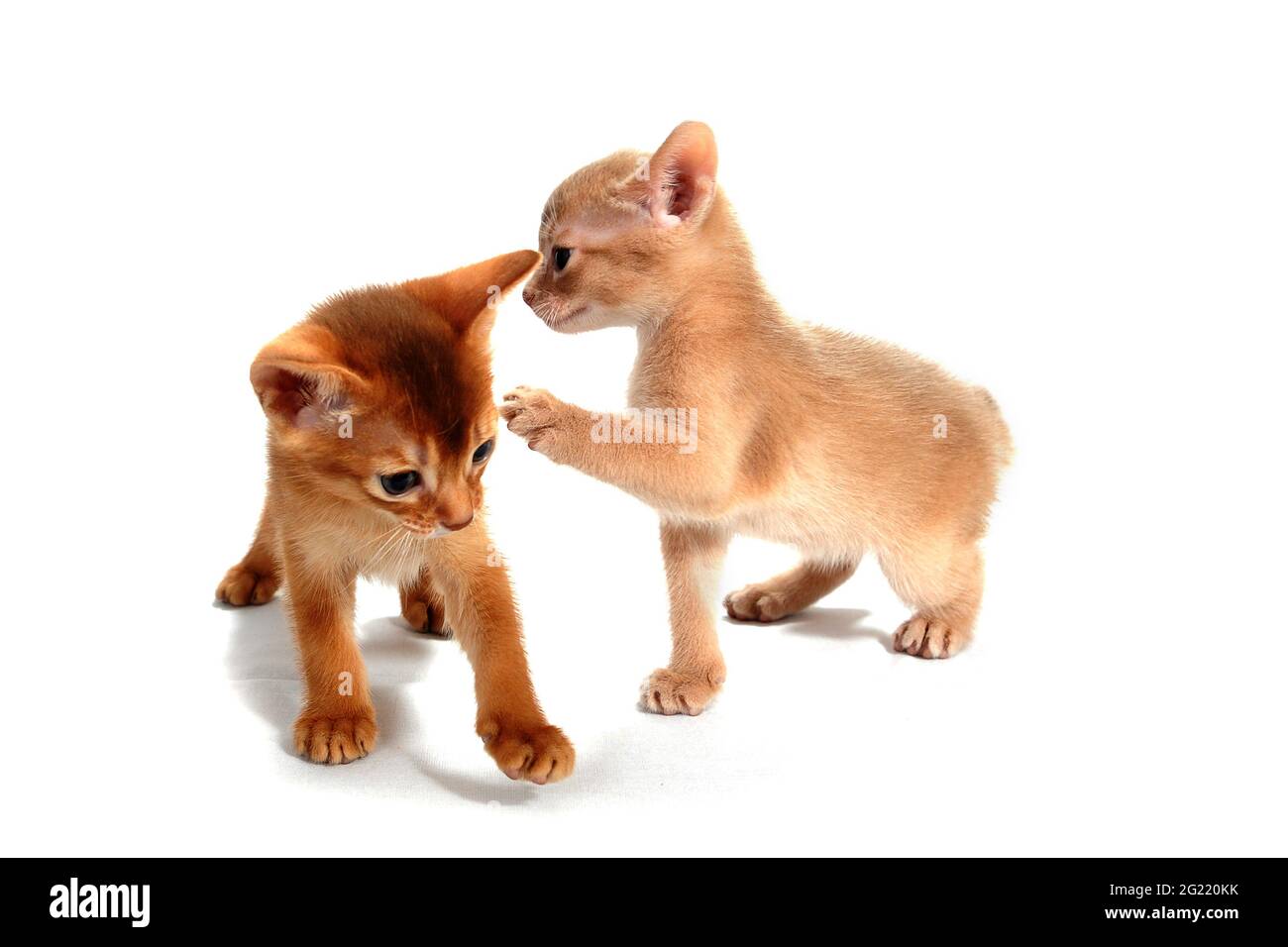 two ginger purebred kittens play on an isolated white background Stock ...