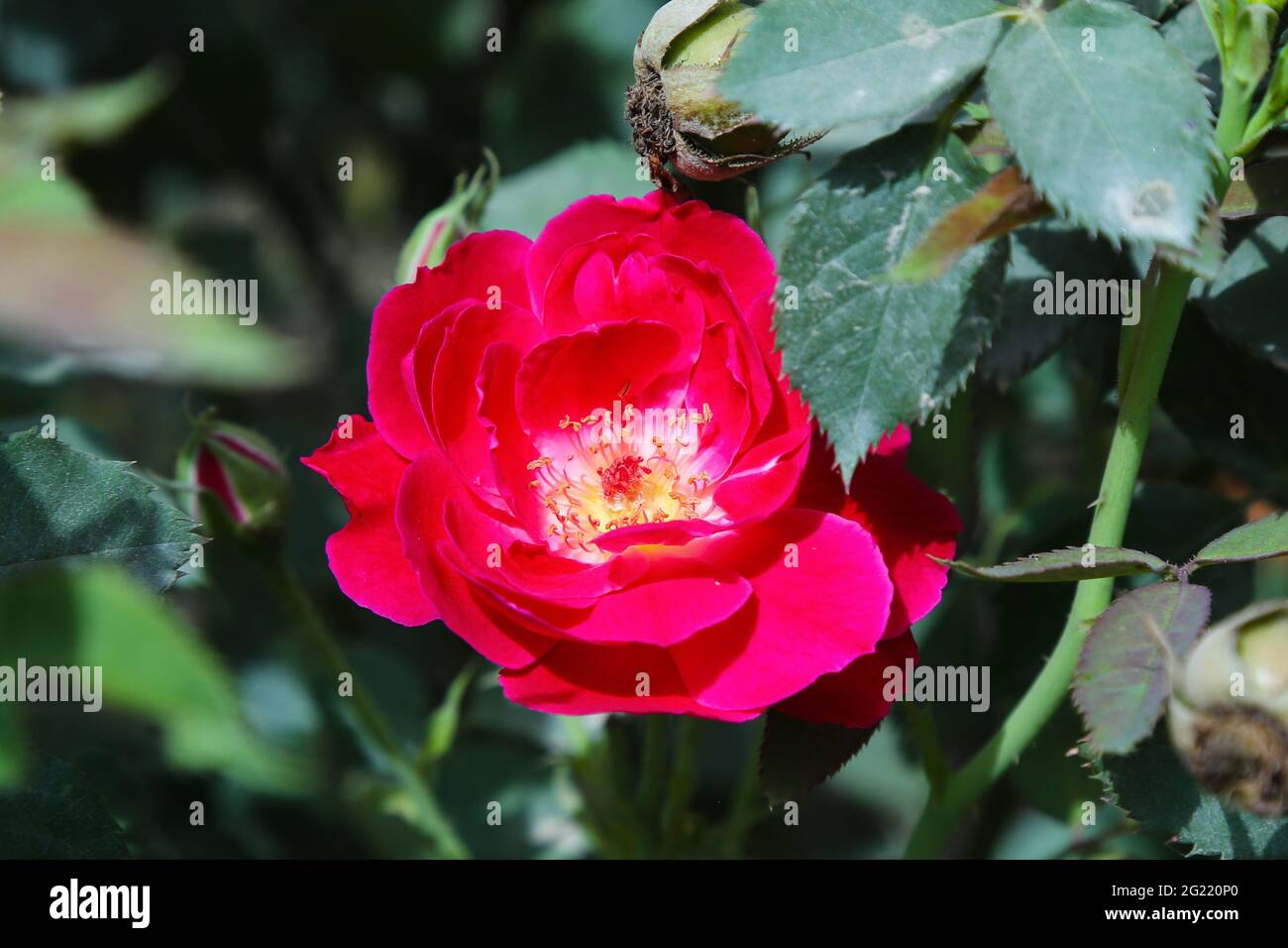 Fragile rose hi-res stock photography and images - Alamy