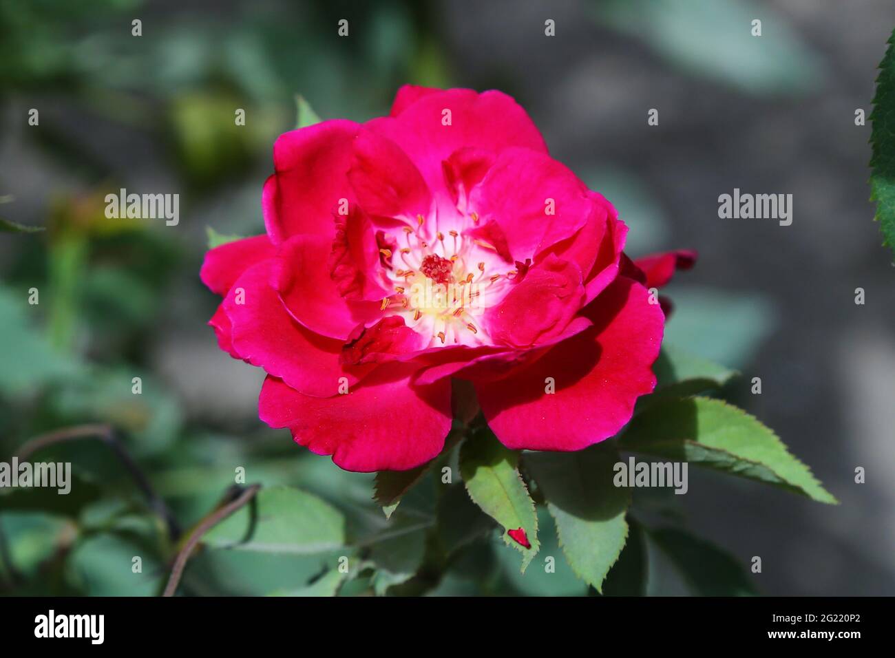 Fragile rose hi-res stock photography and images - Alamy