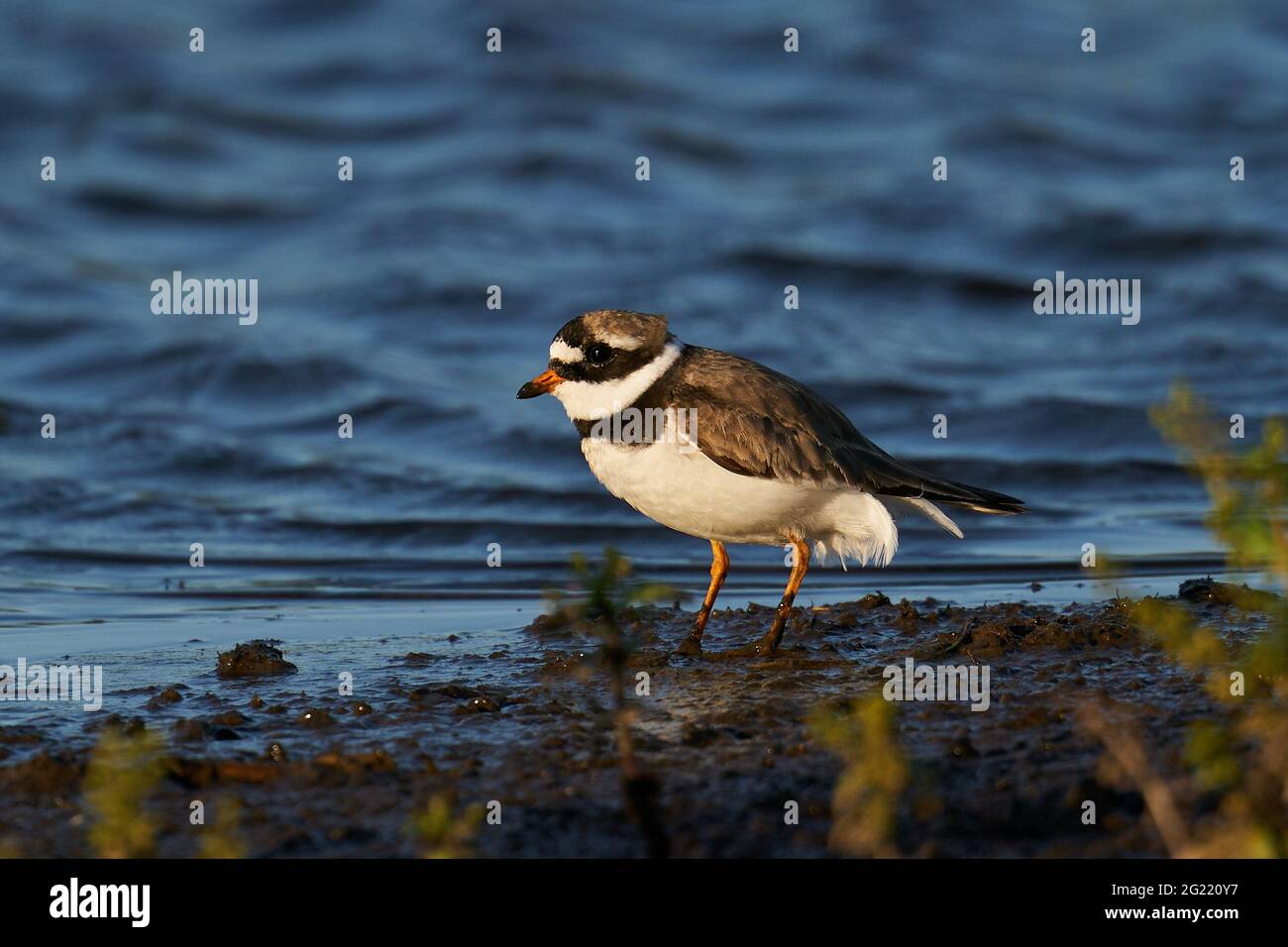 Common ringed plover in its natural enviroment Stock Photo - Alamy
