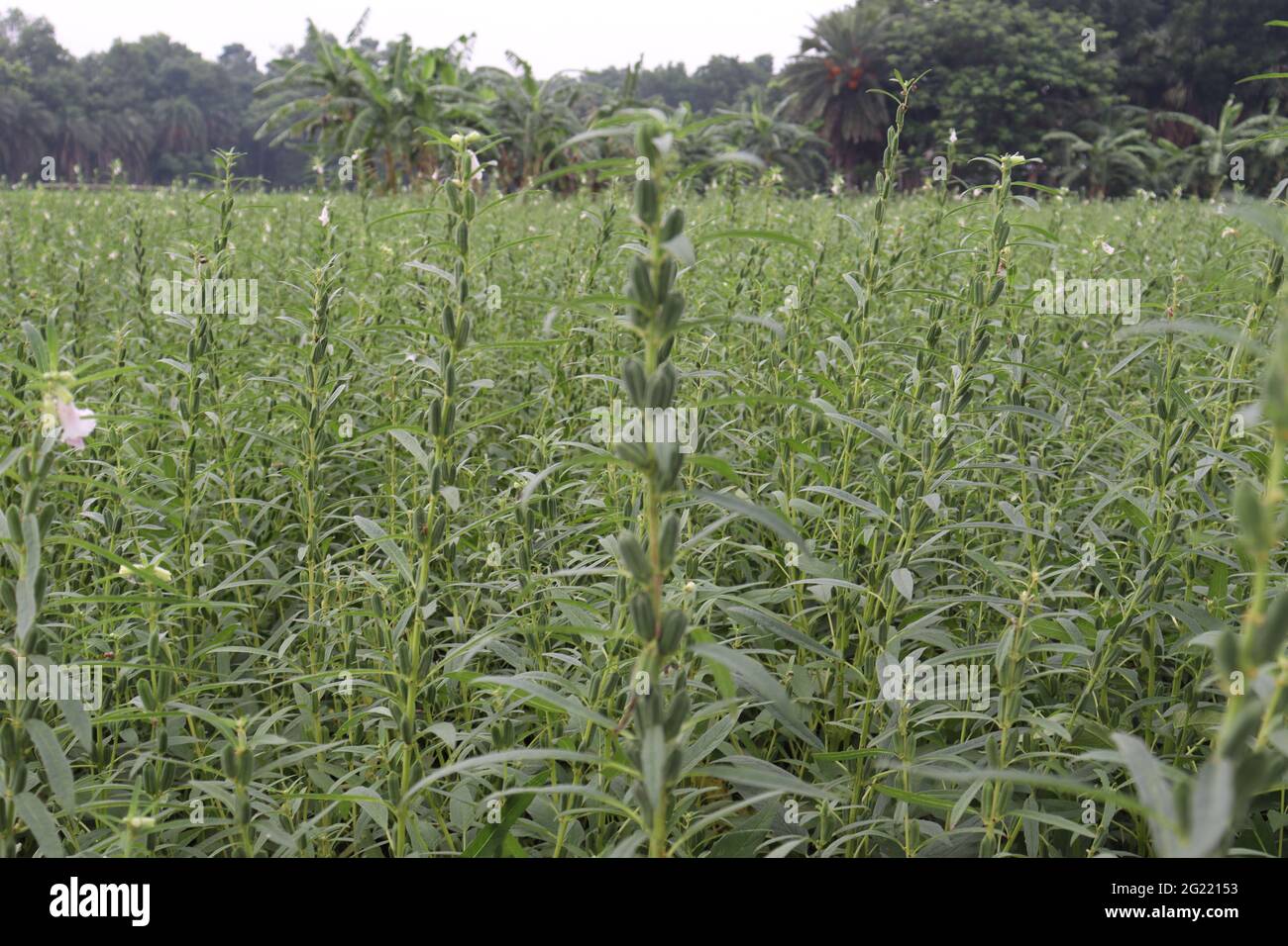 Harvesting Sesame Seeds