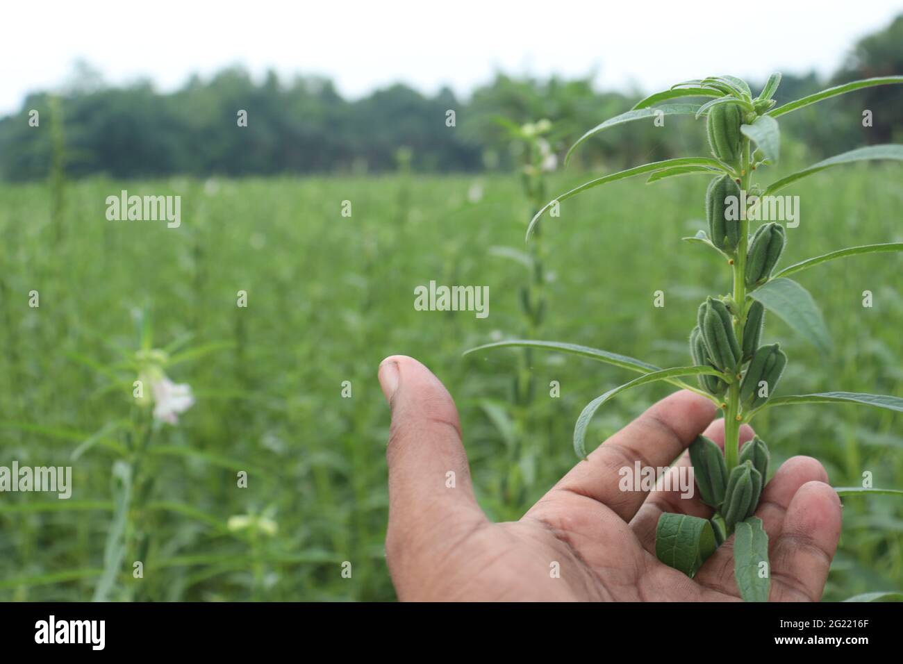 healthy and green sesame farm for harvest and business Stock Photo - Alamy