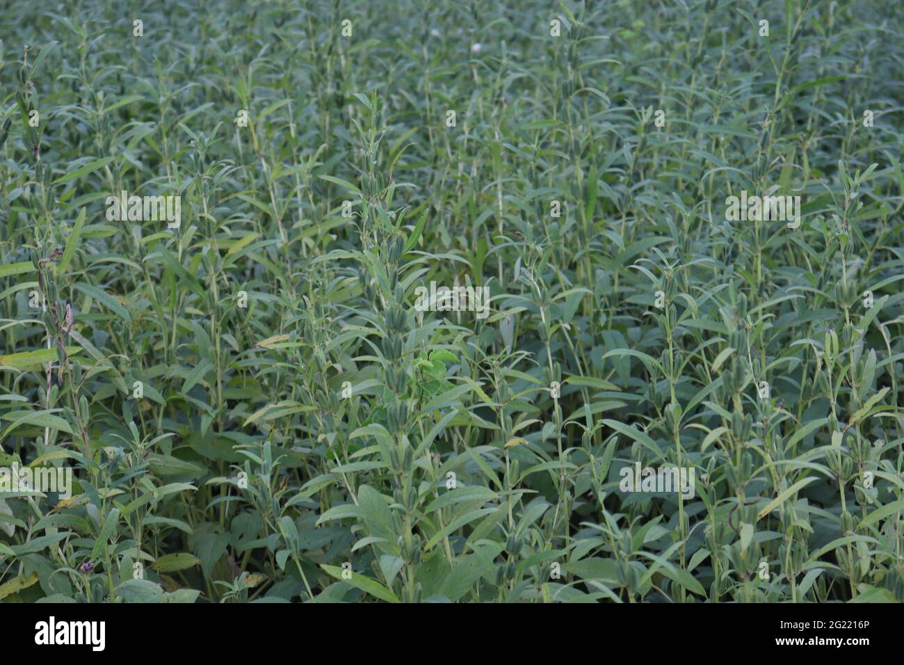 healthy and green sesame farm for harvest and business Stock Photo - Alamy