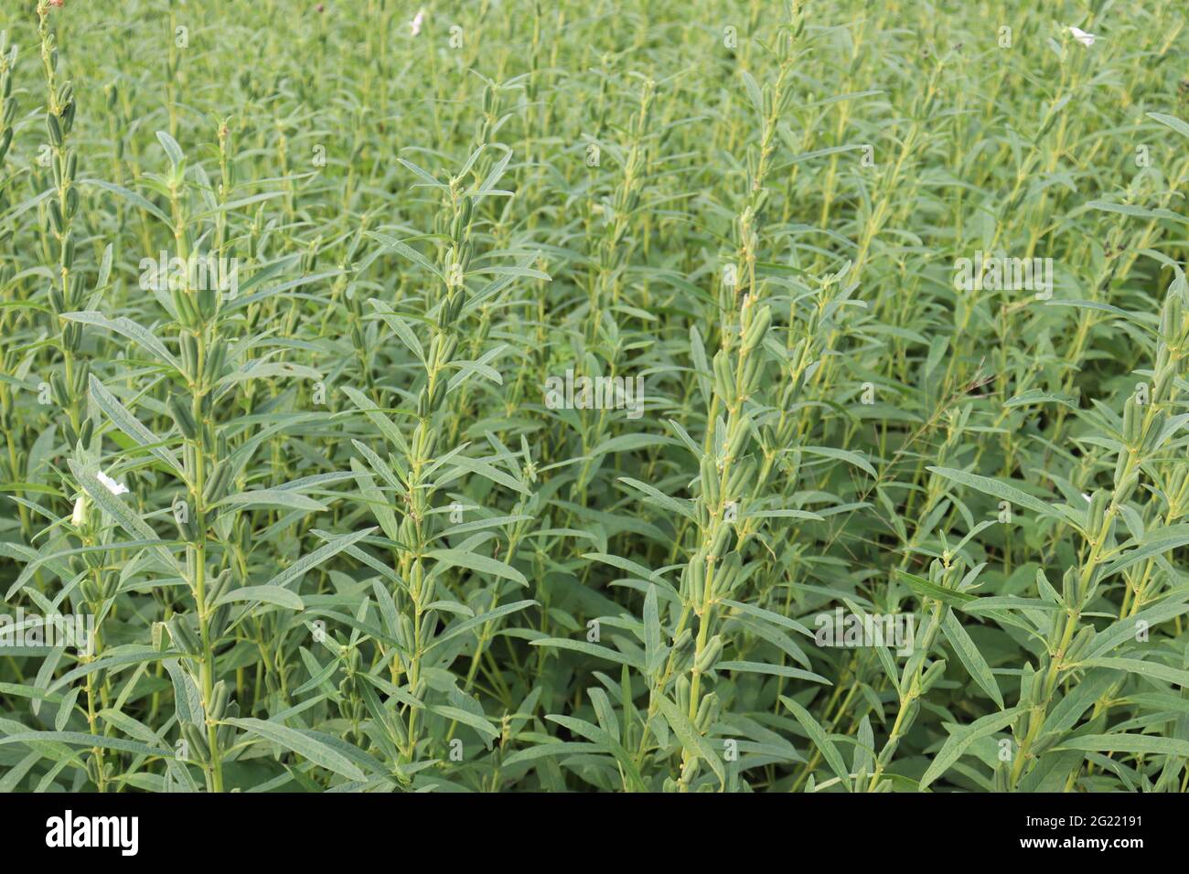 healthy and green sesame farm for harvest and business Stock Photo - Alamy