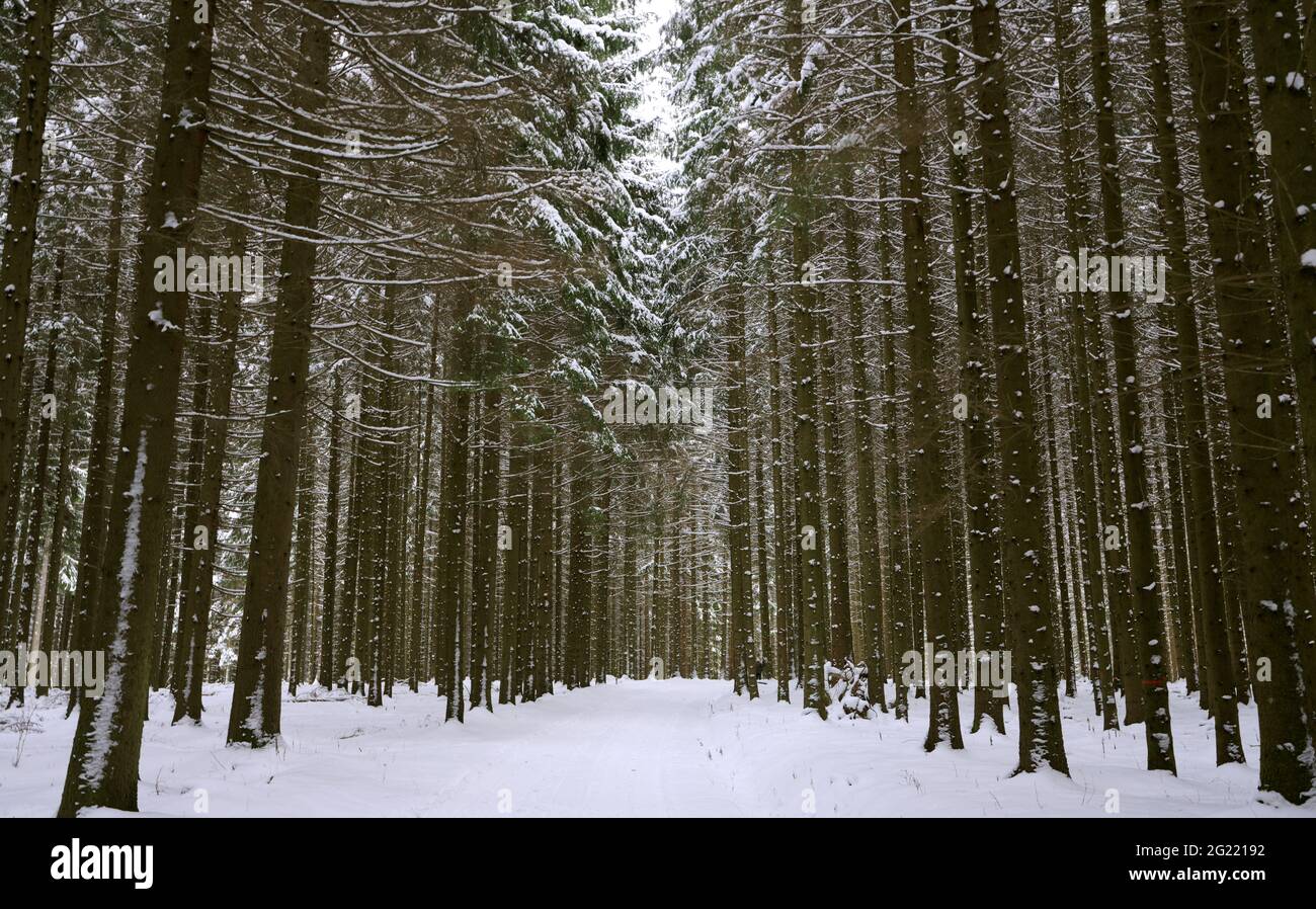 Scenic winter view pine forest hi-res stock photography and images - Alamy