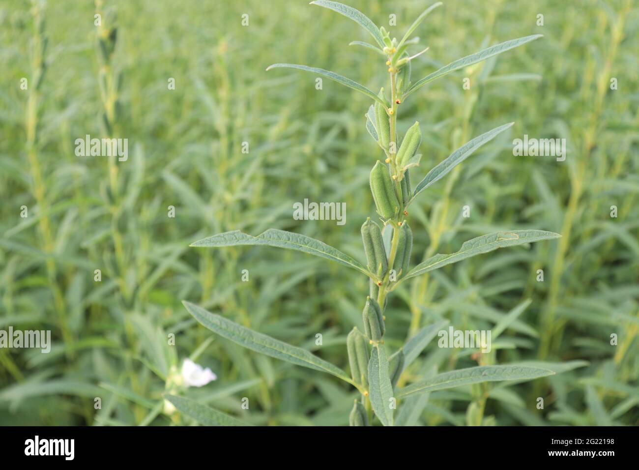 healthy and green sesame farm for harvest and business Stock Photo - Alamy