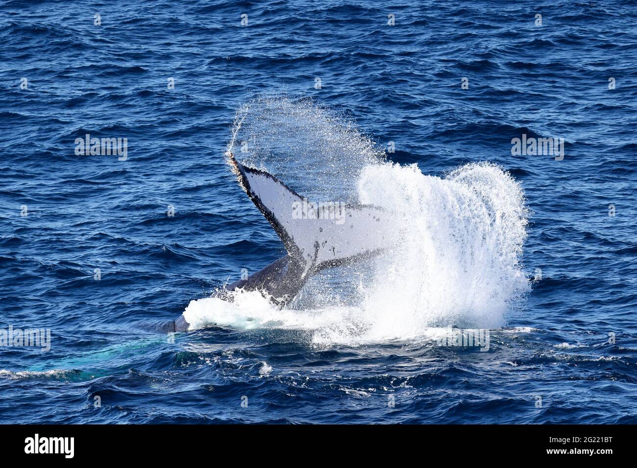 Humpback Whale tail-slapping at surface Stock Photo - Alamy