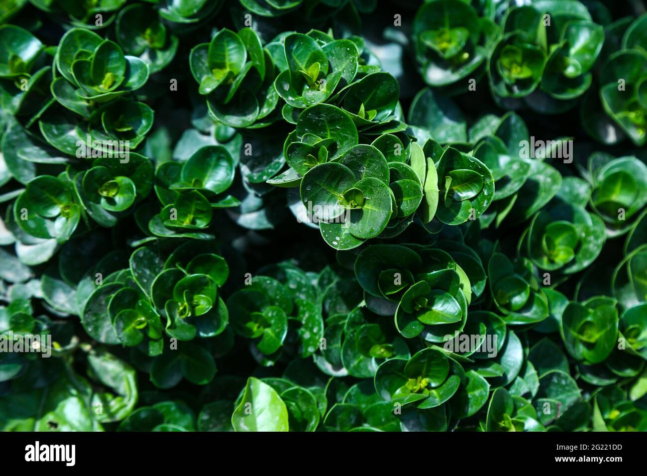 Fleshy leaf hi-res stock photography and images - Alamy