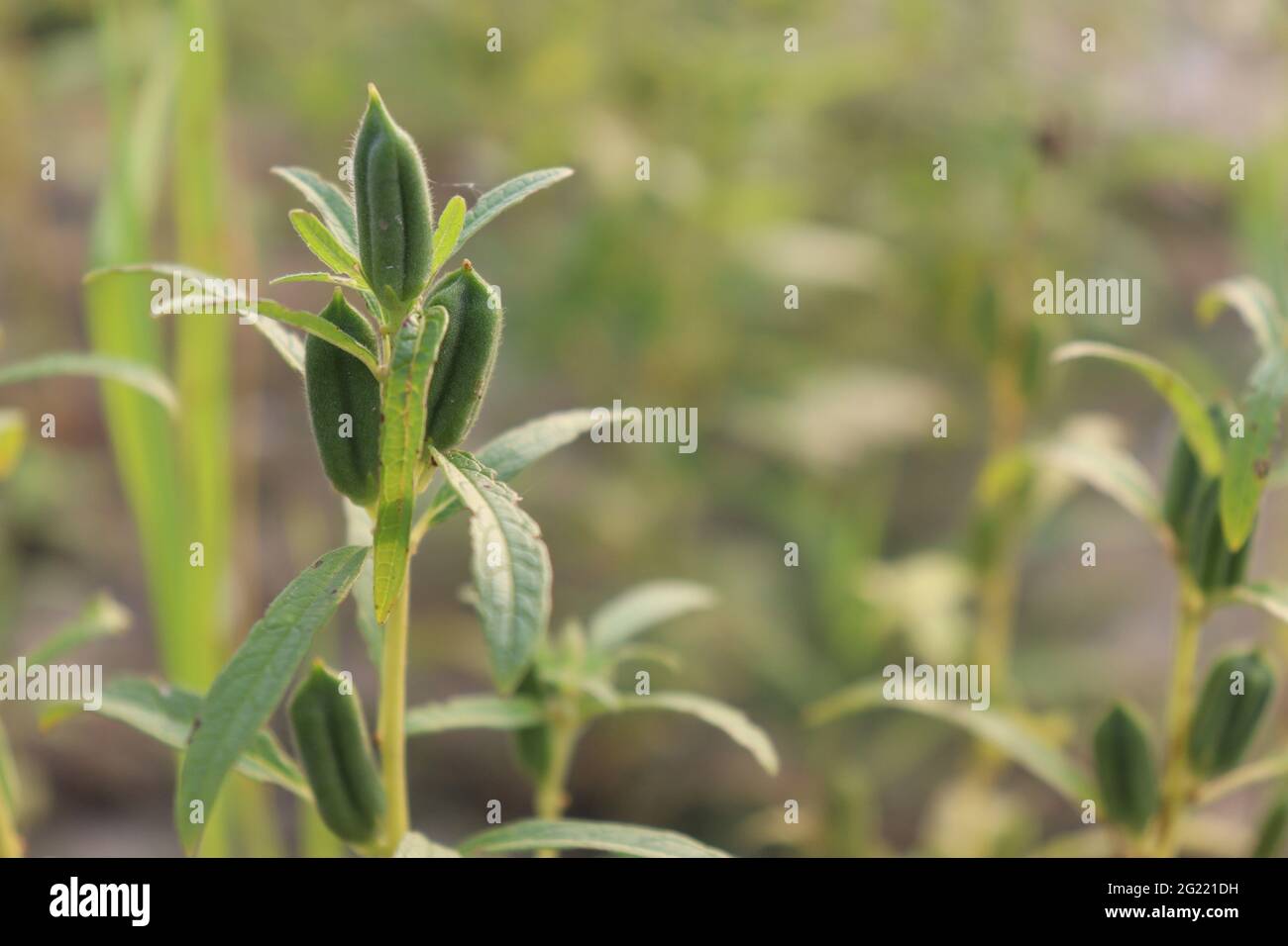 healthy and green sesame farm for harvest and business Stock Photo - Alamy