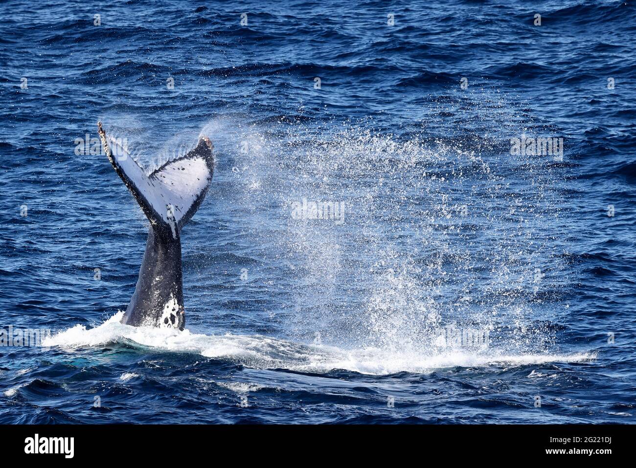 Tail slapping hi-res stock photography and images - Alamy
