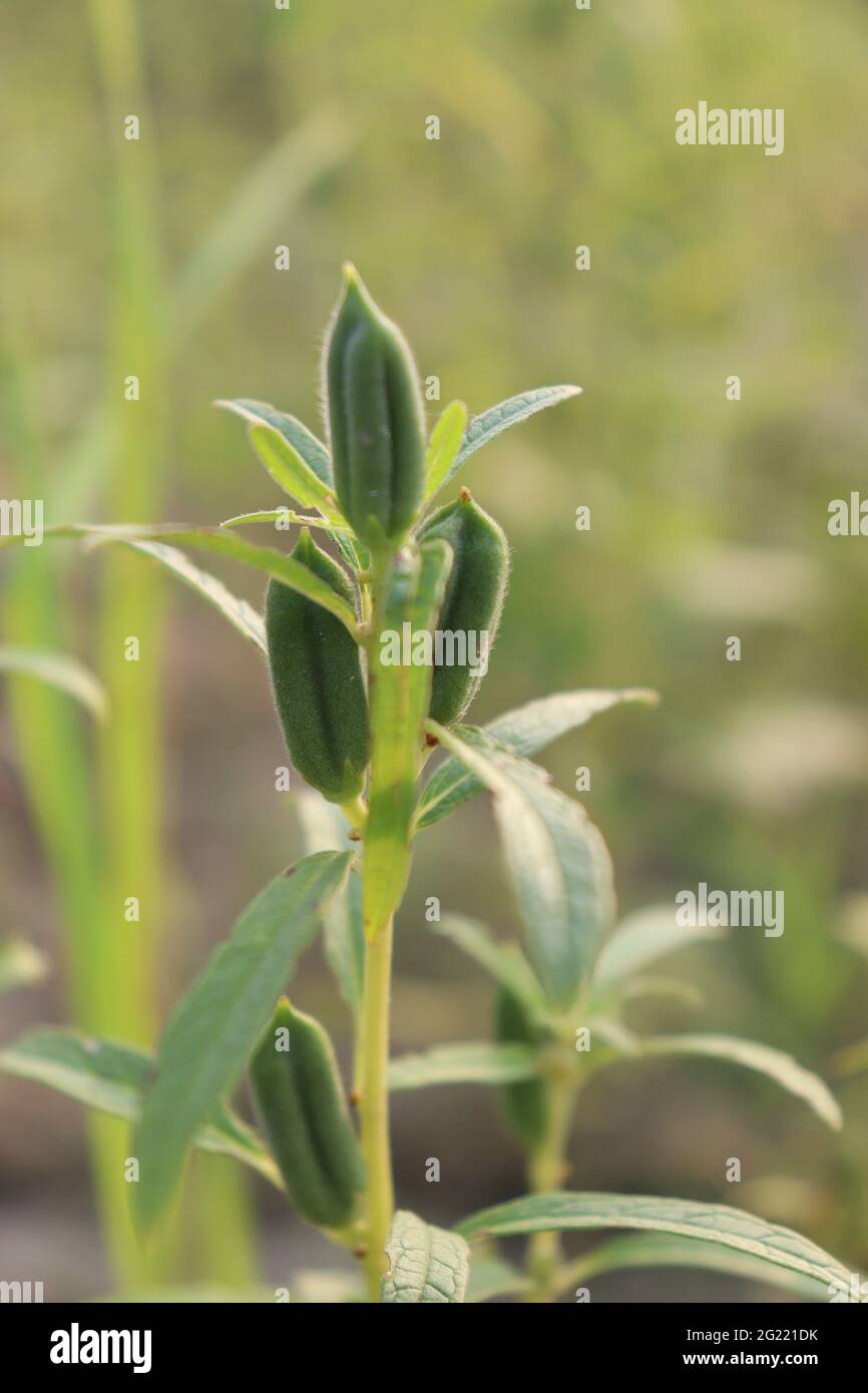 healthy and green sesame farm for harvest and business Stock Photo - Alamy