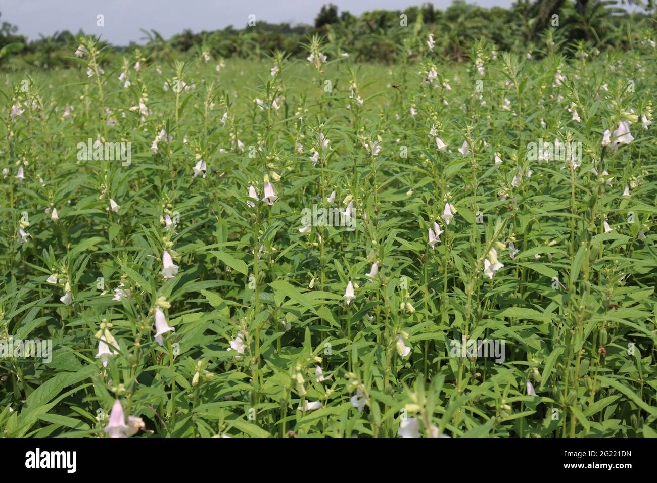 healthy and green sesame farm for harvest and business Stock Photo - Alamy