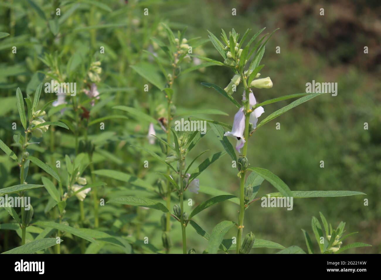healthy and green sesame farm for harvest and business Stock Photo - Alamy