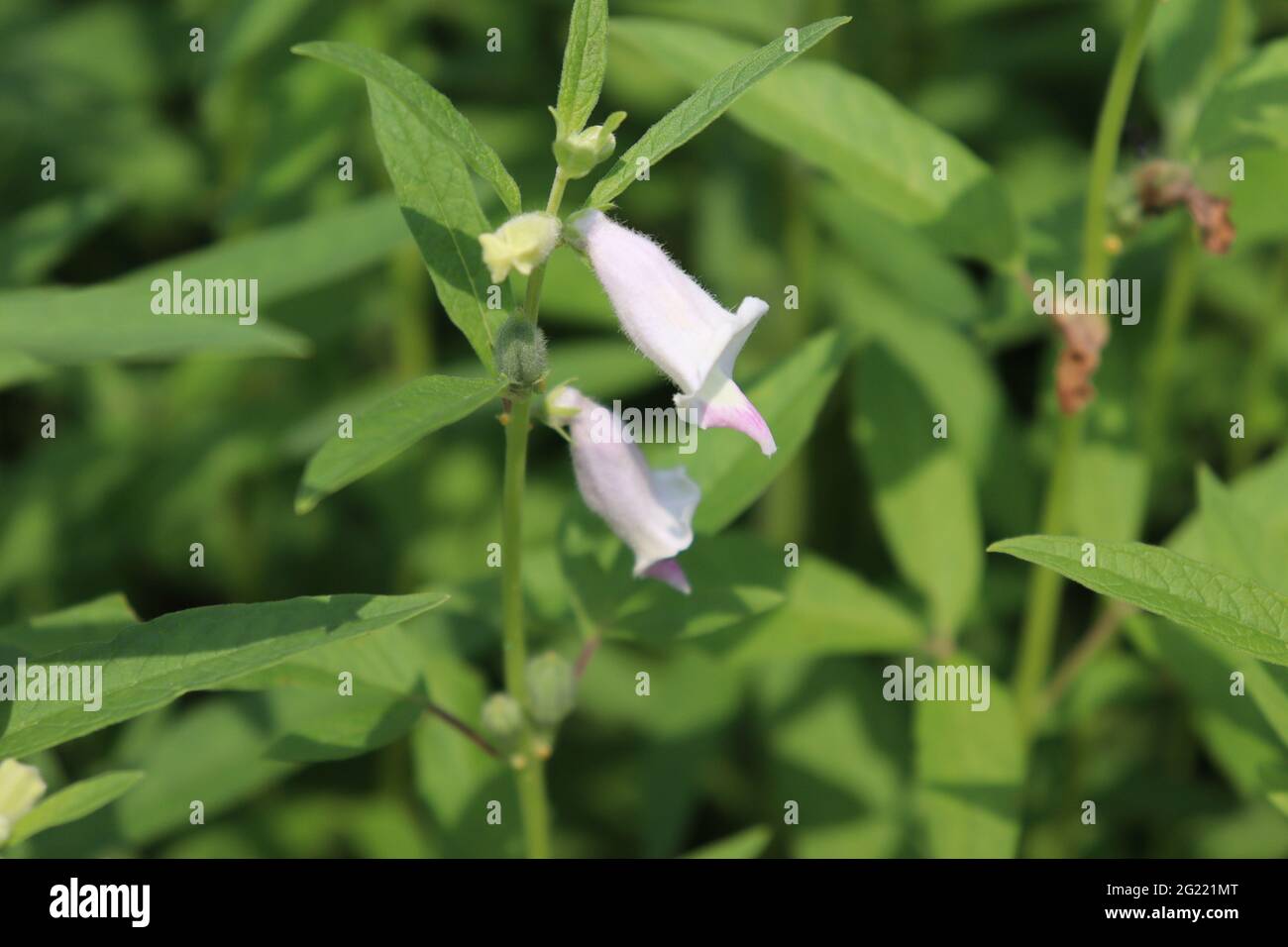 healthy and green sesame farm for harvest and business Stock Photo - Alamy