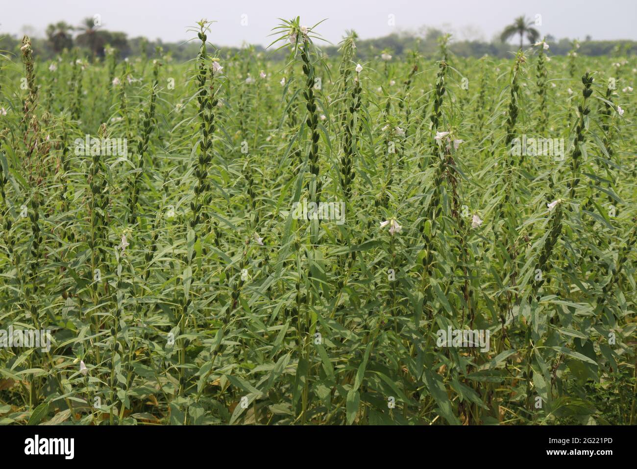 healthy and green sesame farm for harvest and business Stock Photo - Alamy