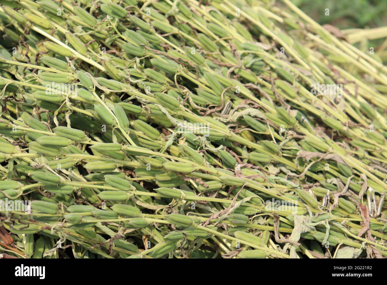 healthy and ripe sesame farm for harvest and business Stock Photo - Alamy