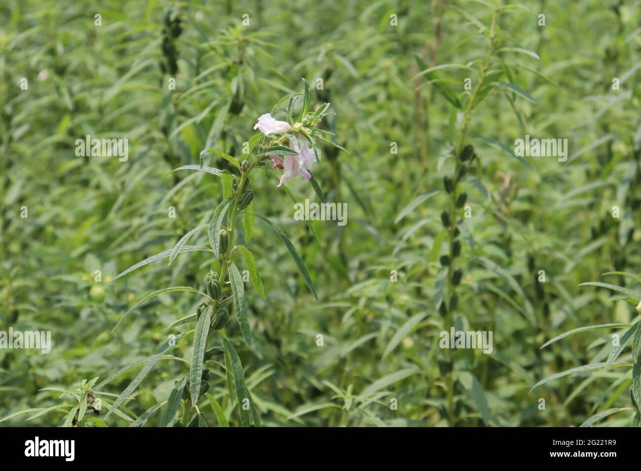 healthy and green sesame farm for harvest and business Stock Photo - Alamy