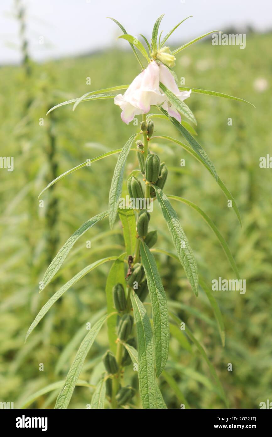 healthy and green sesame farm for harvest and business Stock Photo - Alamy
