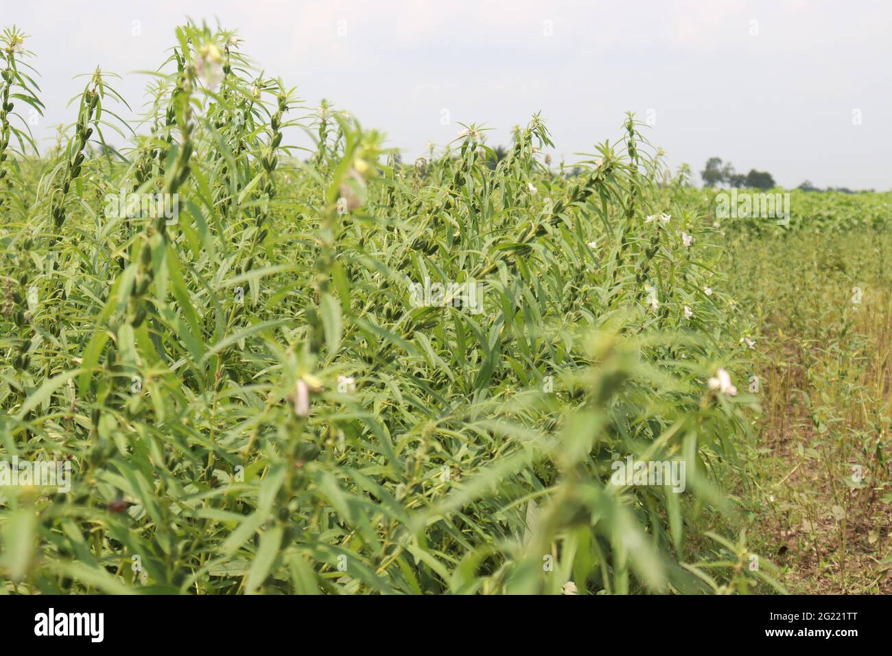 healthy and green sesame farm for harvest and business Stock Photo - Alamy
