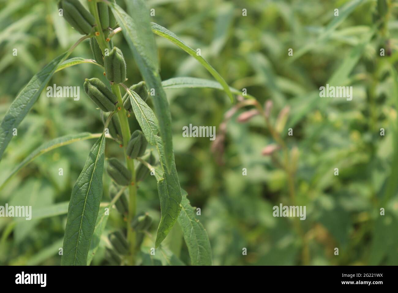 healthy and green sesame farm for harvest and business Stock Photo - Alamy