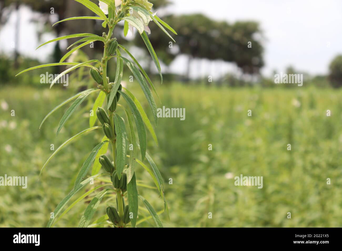 healthy and green sesame farm for harvest and business Stock Photo - Alamy