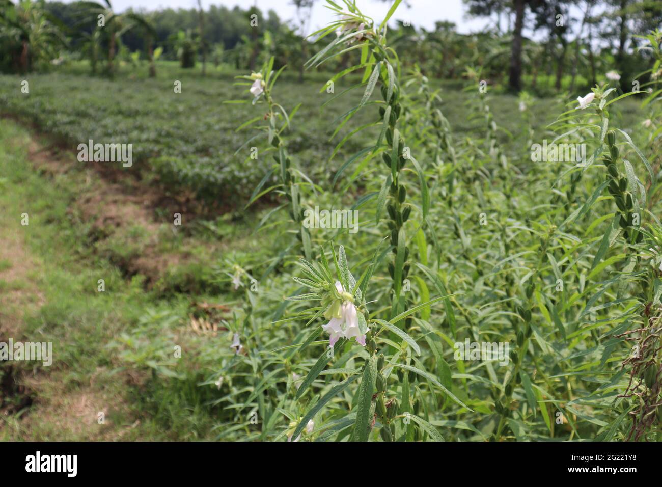 healthy and green sesame farm for harvest and business Stock Photo - Alamy
