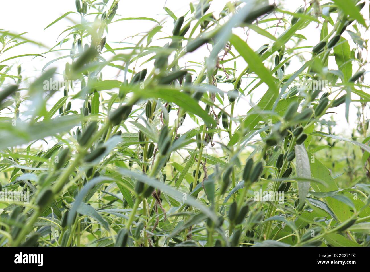 healthy and green sesame farm for harvest and business Stock Photo - Alamy