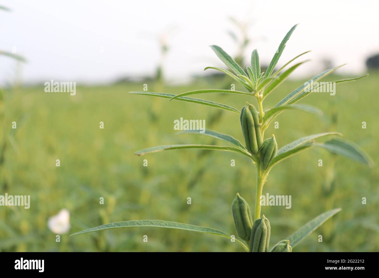 healthy and green sesame farm for harvest and business Stock Photo - Alamy
