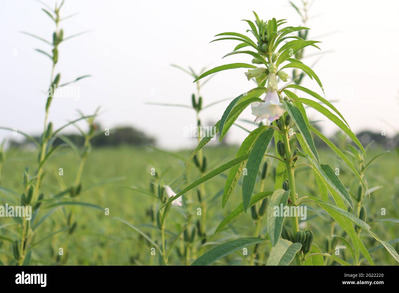 healthy and green sesame farm for harvest and business Stock Photo - Alamy