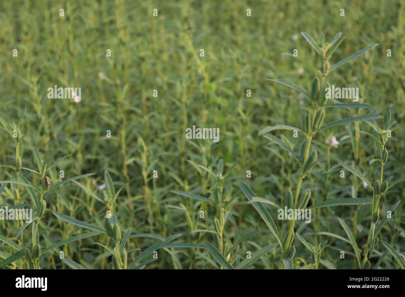 healthy and green sesame farm for harvest and business Stock Photo - Alamy