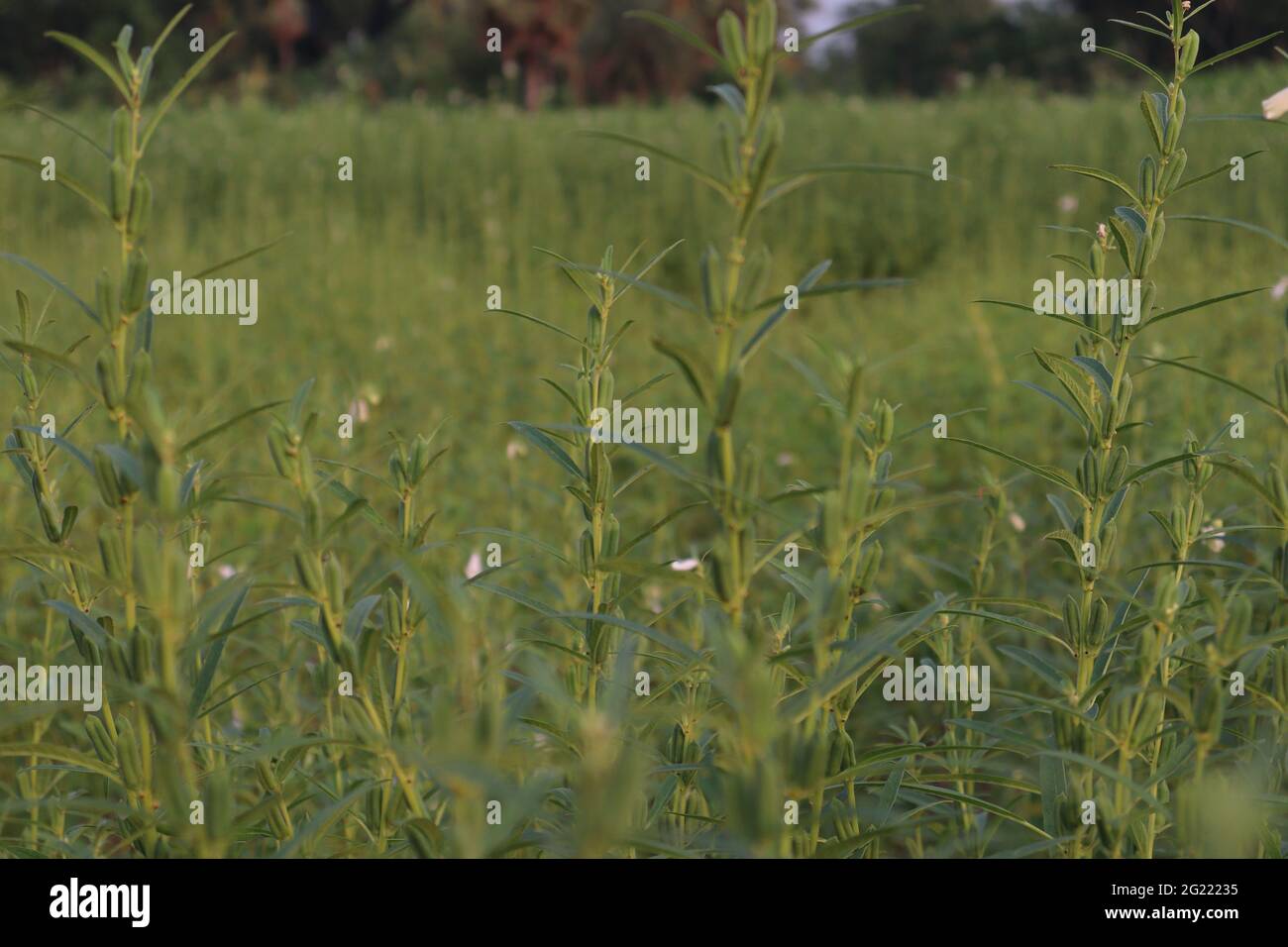 healthy and green sesame farm for harvest and business Stock Photo - Alamy
