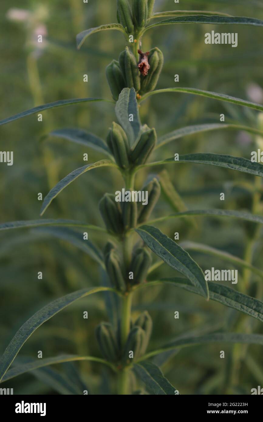 healthy and green sesame farm for harvest and business Stock Photo - Alamy