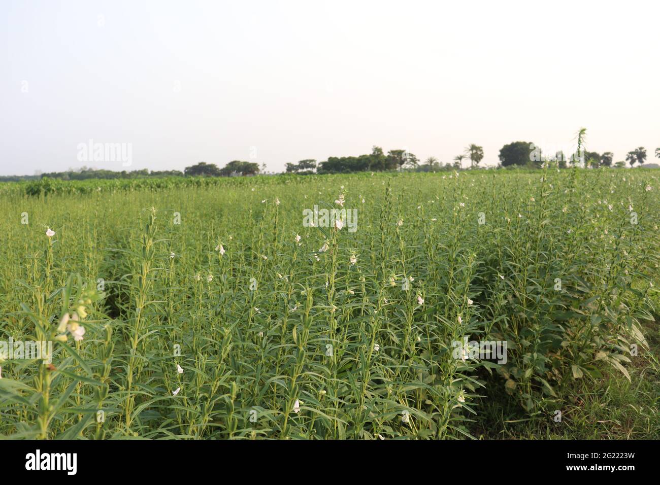 healthy and green sesame farm for harvest and business Stock Photo - Alamy