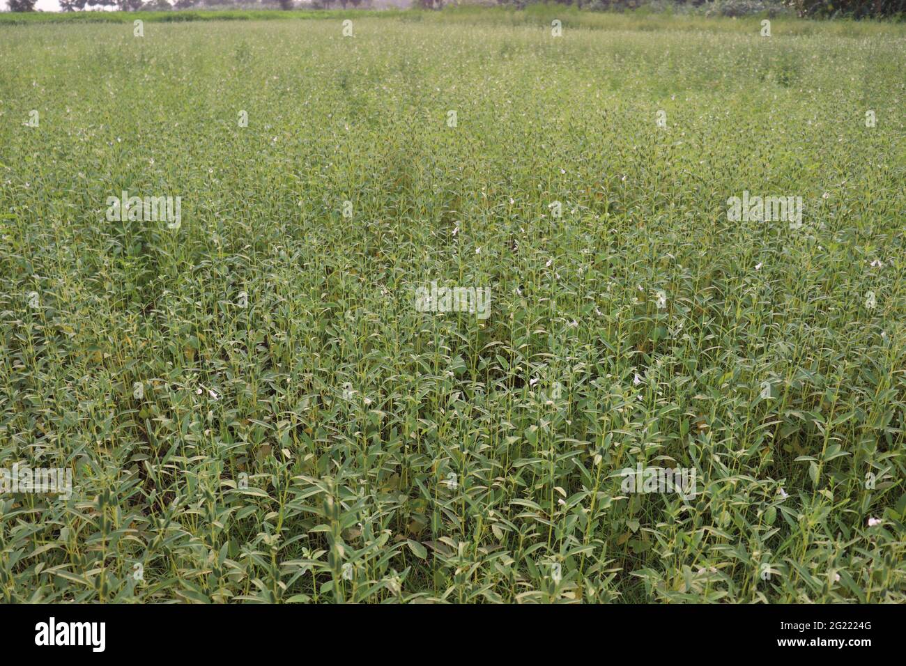 healthy and green sesame farm for harvest and business Stock Photo - Alamy