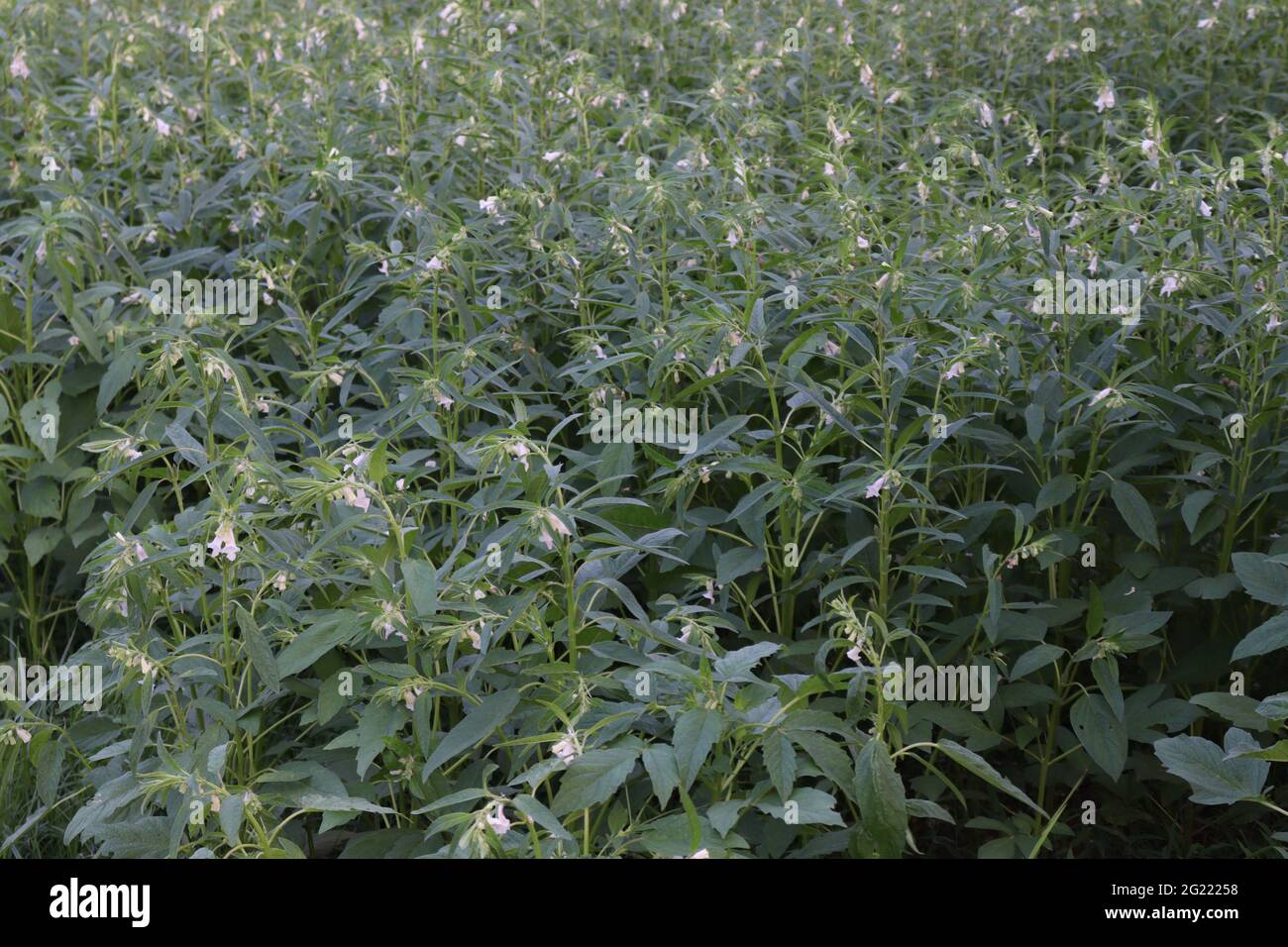 healthy and green sesame farm for harvest and business Stock Photo - Alamy