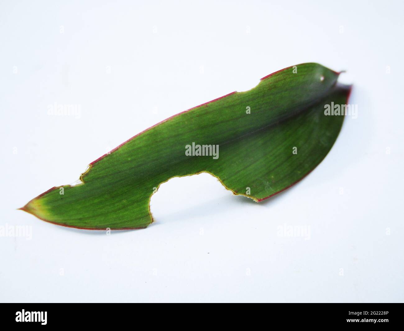 Beautiful Flowers Green Leaves isolated on white background Foliage and ...