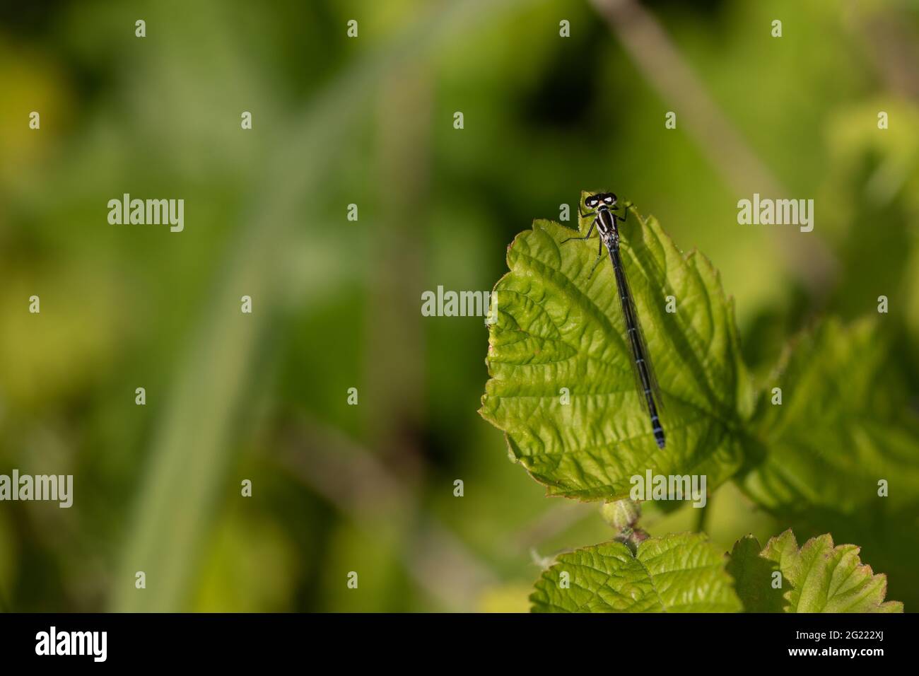 Female dark form Variable Damselfly (Coenagrion pulchellum) or variable ...