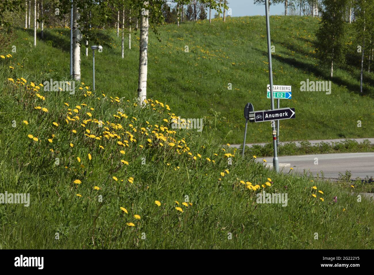 Colorful roadside covered by grass and dandelion. Hillside and trunks ...