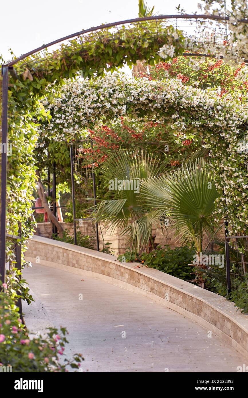 Night blooming jasmine hi-res stock photography and images - Alamy