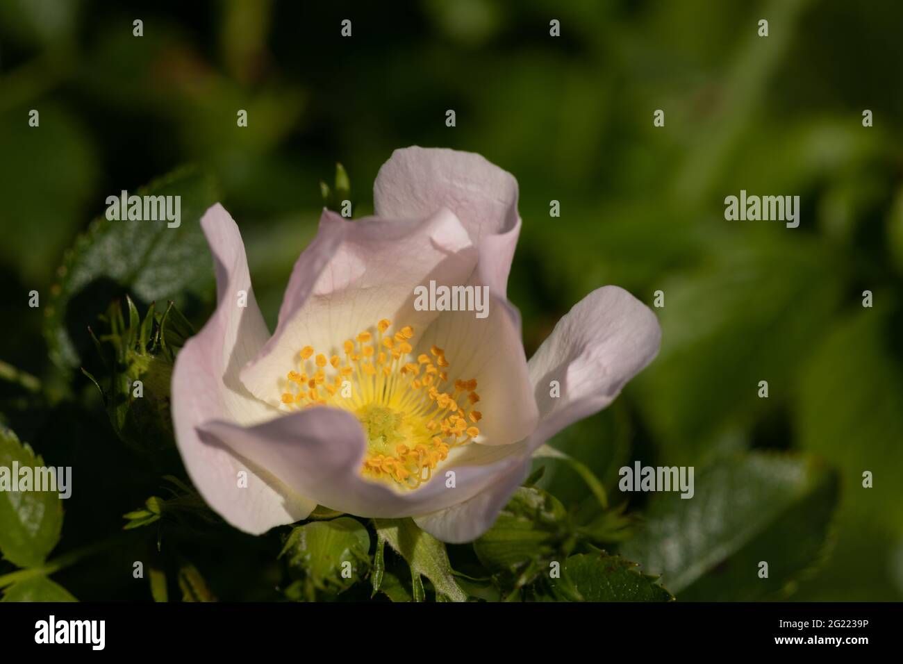 Dog Rose (Rosa canina) flower Stock Photo - Alamy