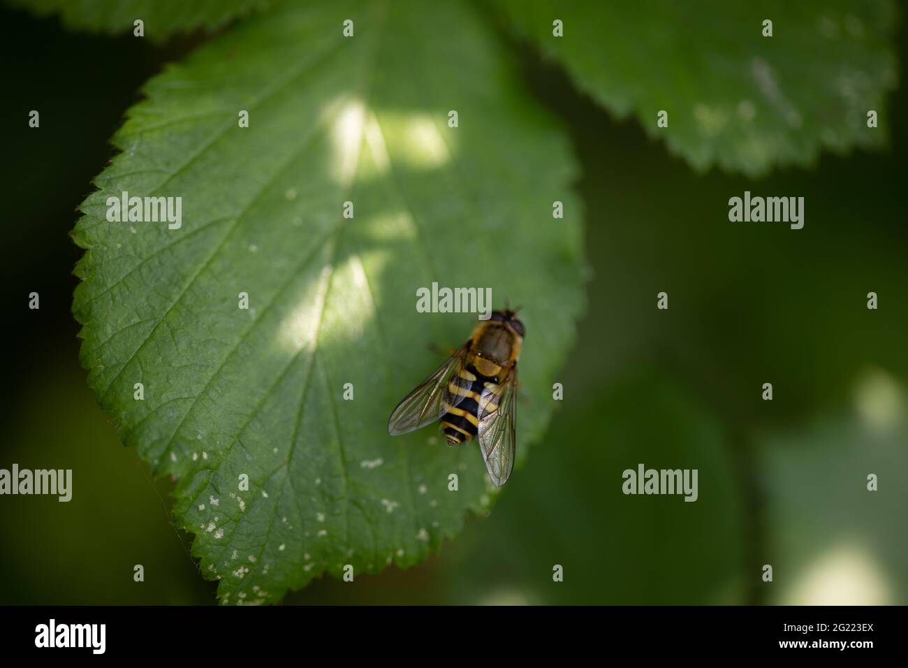 Native uk black bee hi-res stock photography and images - Alamy