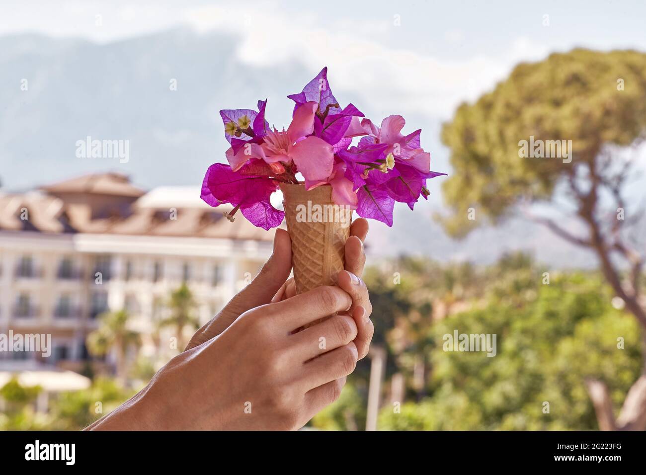 Woman holds bright pink flowers Bougainvillea in an ice cream cone in ...