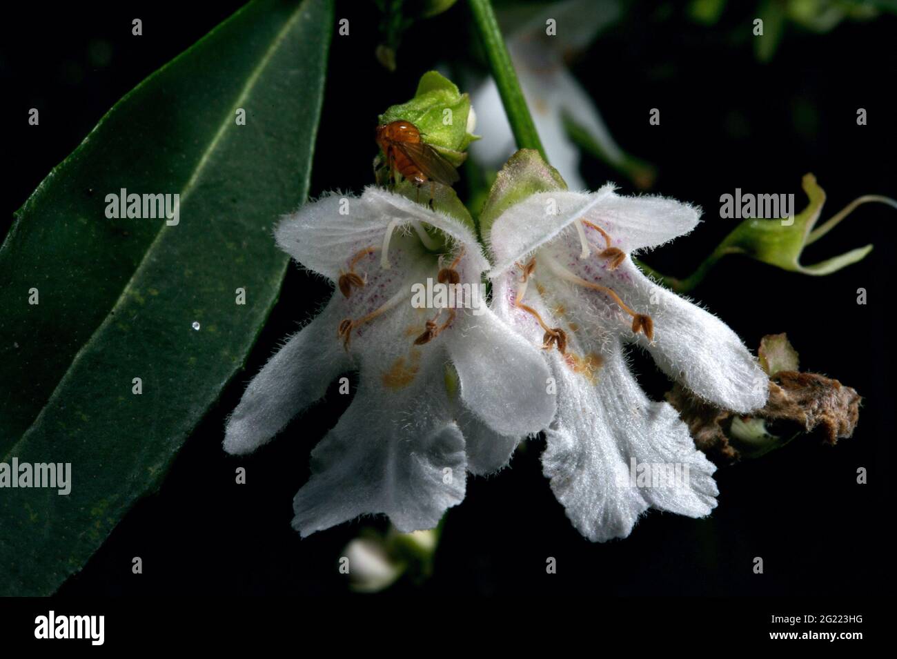 Victorian wildflowers hi-res stock photography and images - Alamy
