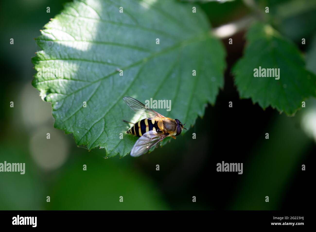 Native uk black bee hi-res stock photography and images - Alamy