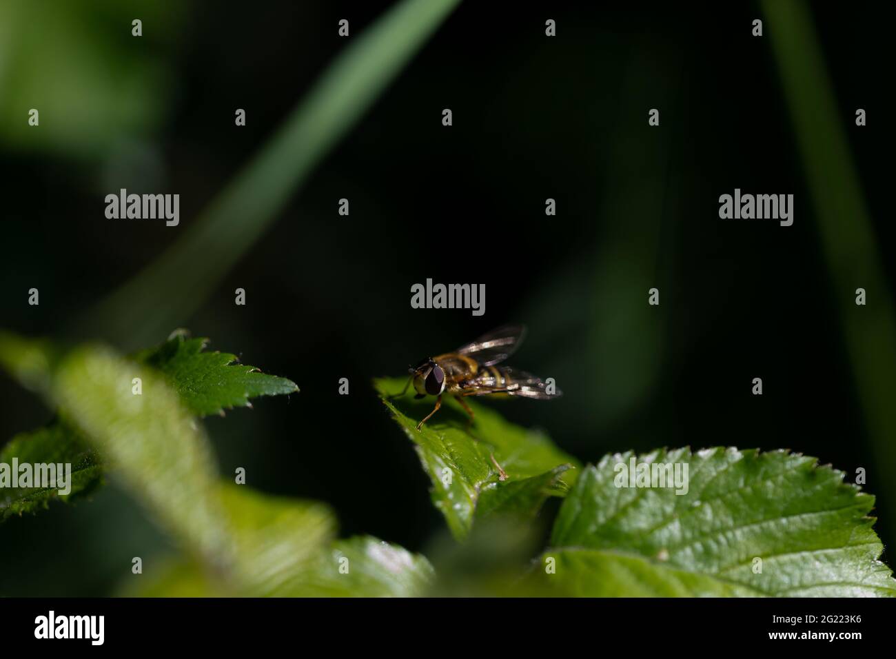 Native uk black bee hi-res stock photography and images - Alamy