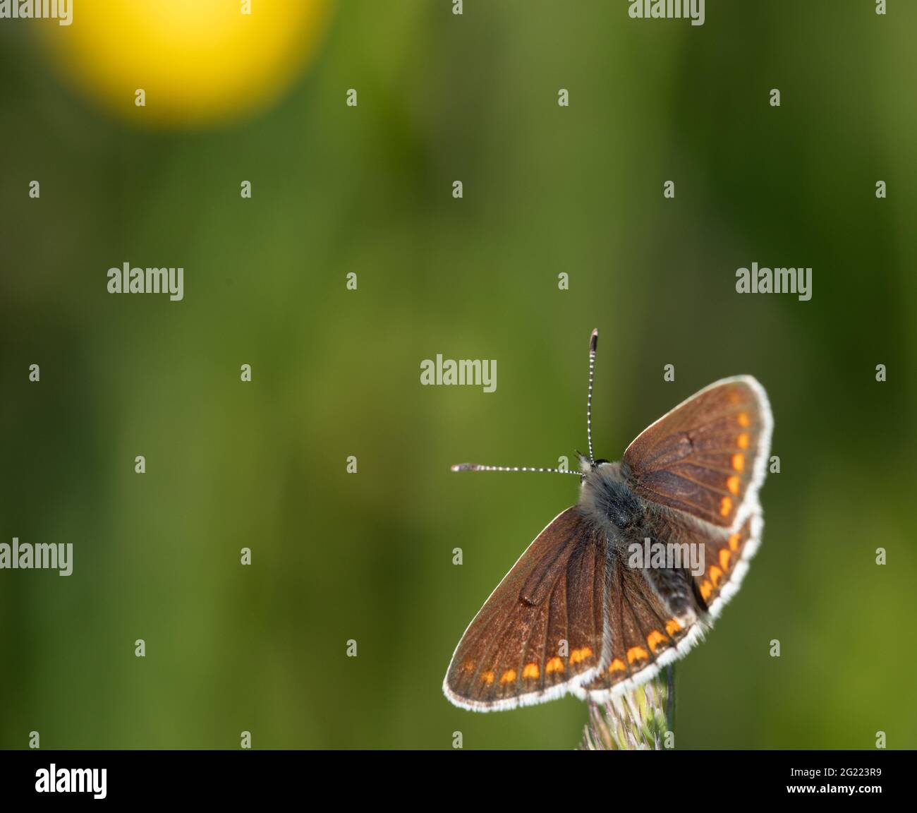 Brown Argus butterfly (Aricia agestis Stock Photo - Alamy
