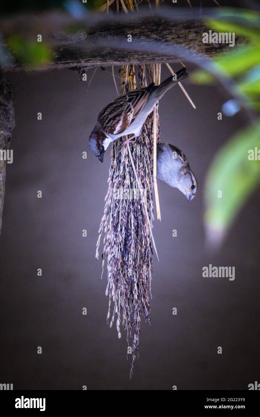 Tow Bird fall in love each other Stock Photo - Alamy