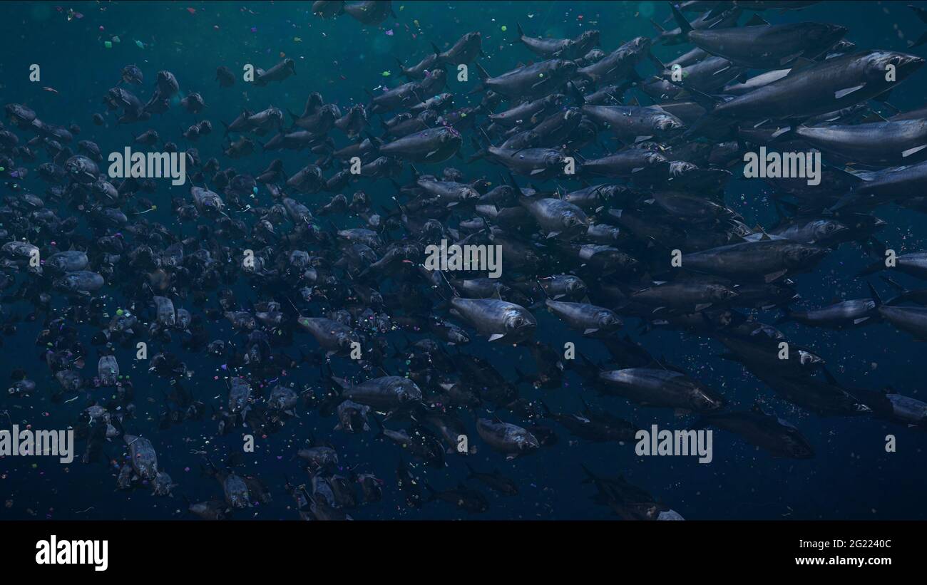 school of herrings between plastic pollution, micro plastic particles ...