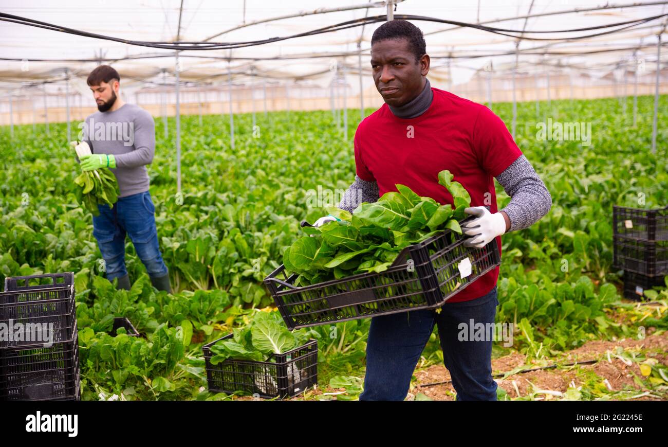 African American worker carrying crate with green chard Stock Photo - Alamy